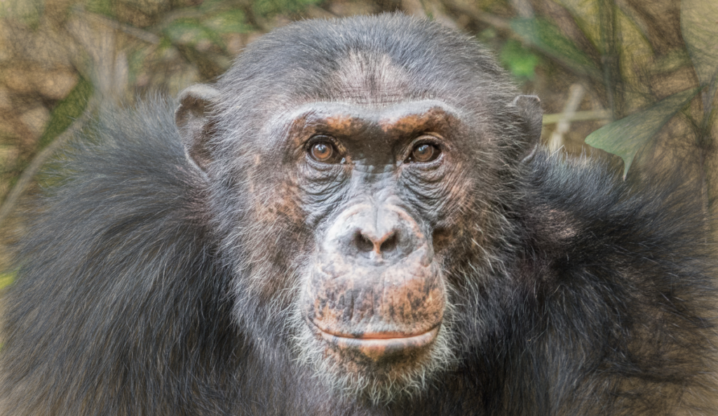 Keeping one eye on the chimp - Carl Waring